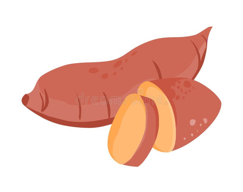 Sweet Potato Yam Vector Stock Illustrations 873 Sweet Potato Yam