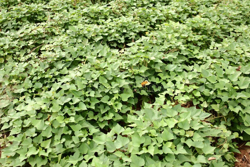 Potato Plants Illustrations Stock Photos - Free & Royalty-Free Stock ...