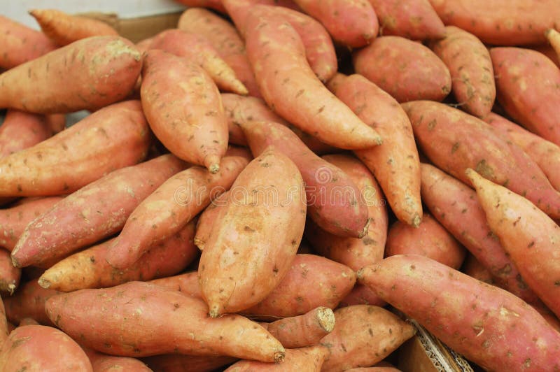 Sweet potatoes stock image. Image of background, cuisine - 13359187