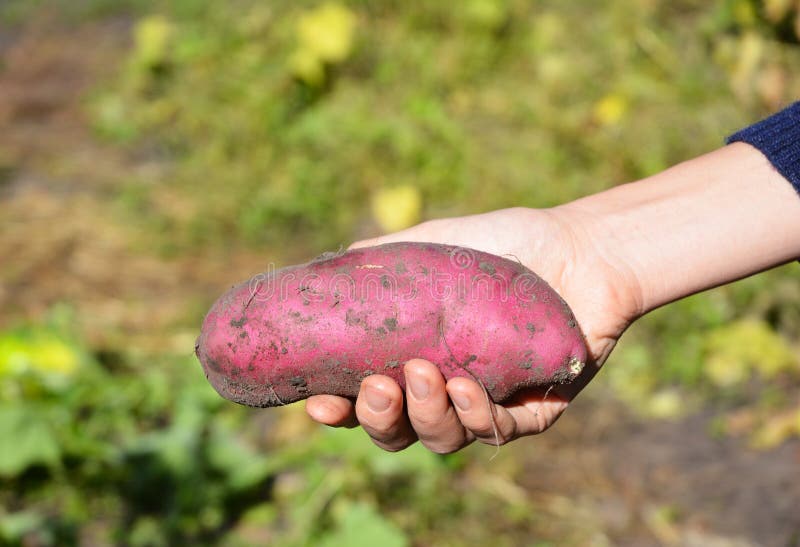Sweet Potatoes Harvest in the Gardener Hand. Stock Image - Image of ...