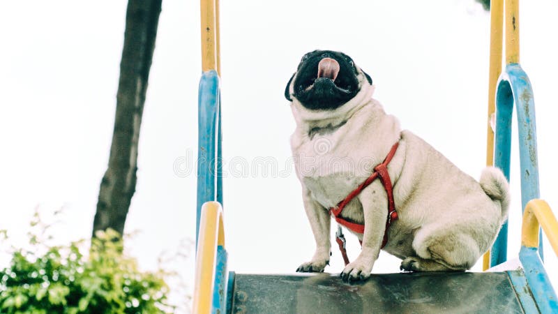 A Sweet Pug Playing on the Slide Stock Photo - Image of innocent ...