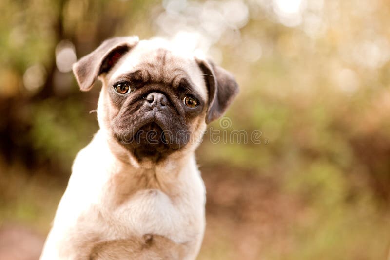 Sweet pug puppy face stock image. Image of forest, domestic - 25157591