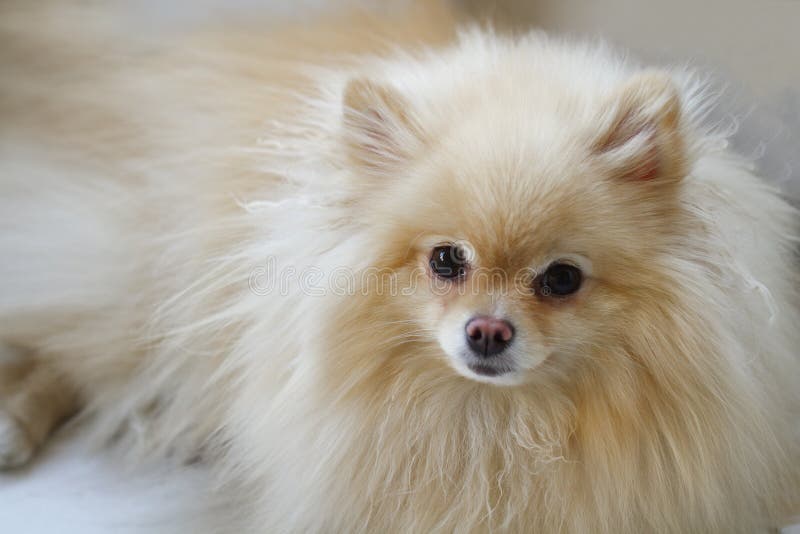 Sweet Puppy stock photo. Image of pomeranian, spoiled - 14441444