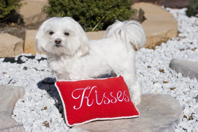 Sweet puppy stock image. Image of puppy, pets, adorable - 2187821