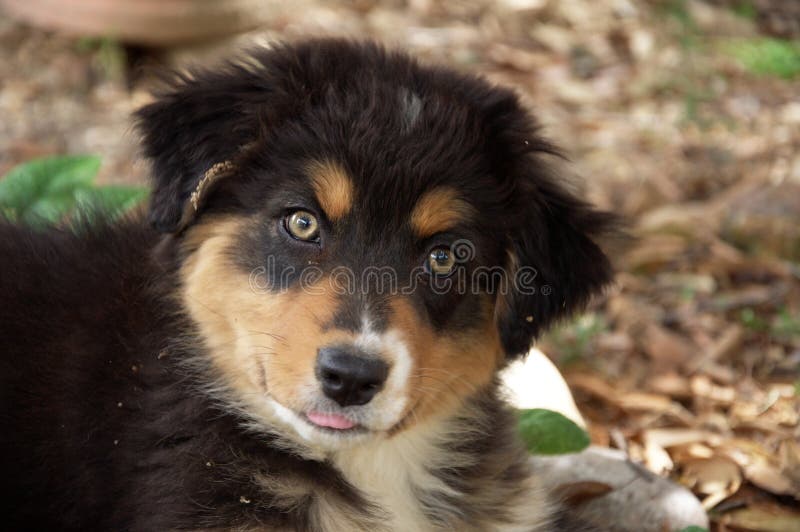 Sweet puppy stock image. Image of ears, funny, companion - 22704365