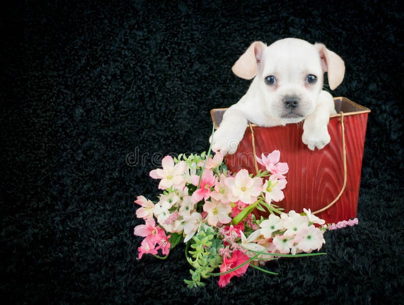 Sweet Puppy stock photo. Image of sweet, copy, curious - 37716950