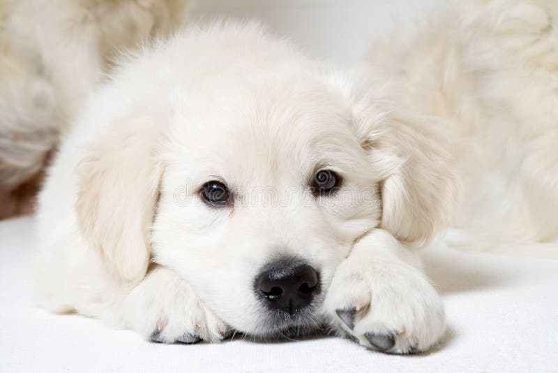 Sweet puppy stock image. Image of sleep, labrador, animal - 672863