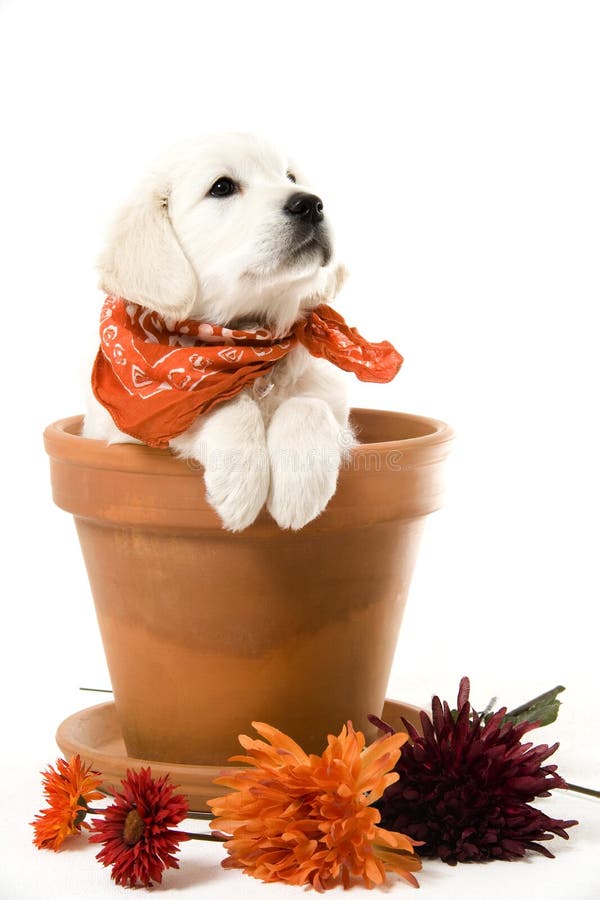 Sweet Puppy stock photo. Image of golden, adorable, sweet - 409824