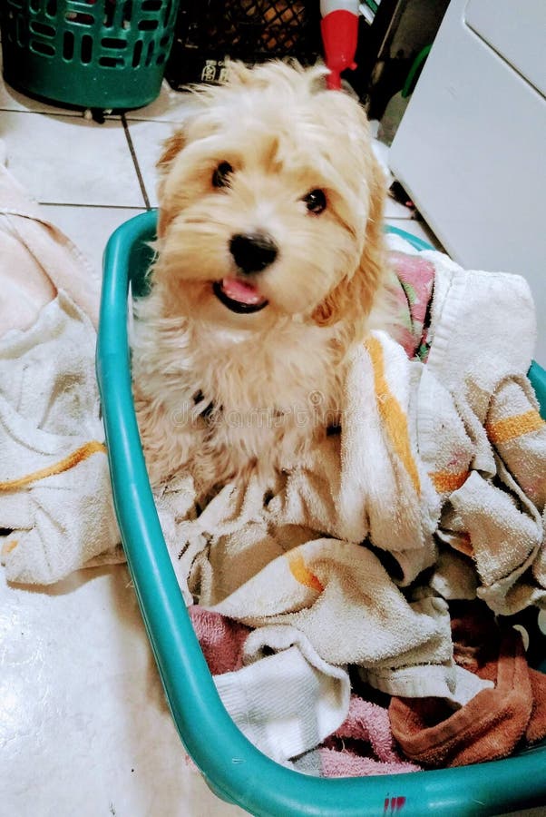 Sweet Puppy stock photo. Image of golden, adorable, sweet - 409824