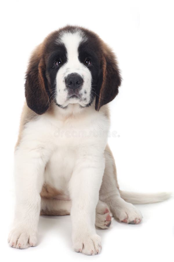 St Bernard White