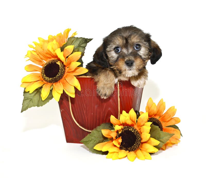 Sweet Puppy Sunflowers Stock Photos - Free & Royalty-Free Stock Photos ...