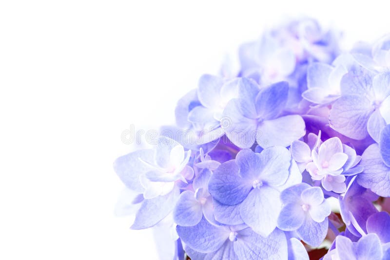 Sweet Purple Blue Hydrangea Flowers on a White Background , Sel Stock ...