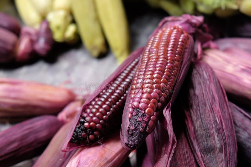 Purple corn stock photo. Image of anthocyanin, microbiological - 51792808