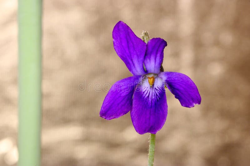 Sweet Purple Violet Flower 01 Stock Photos - Free & Royalty-Free Stock Photos from Dreamstime