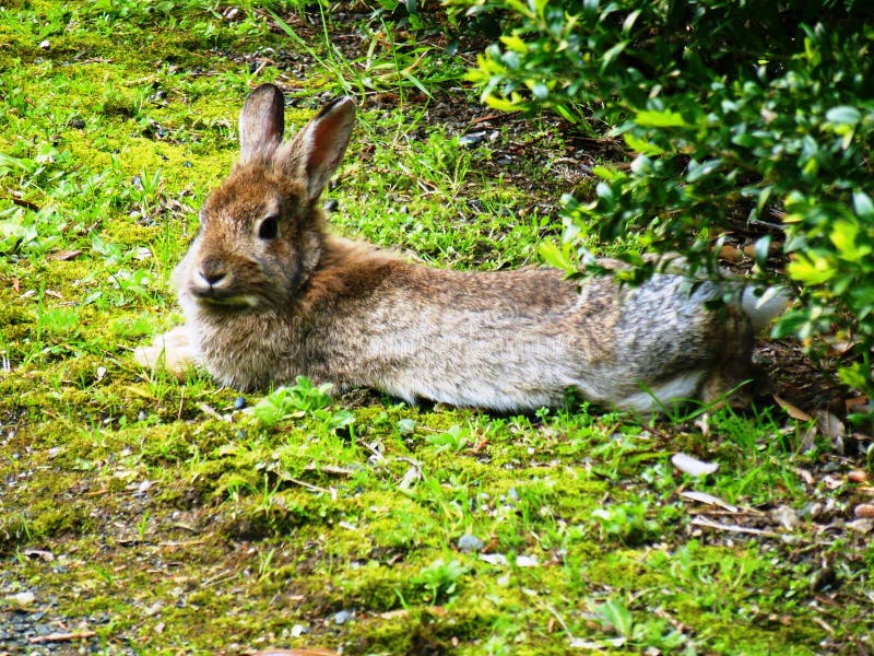 Sweet rabbit stock photo. Image of rabbit, shoot, nature - 129922766