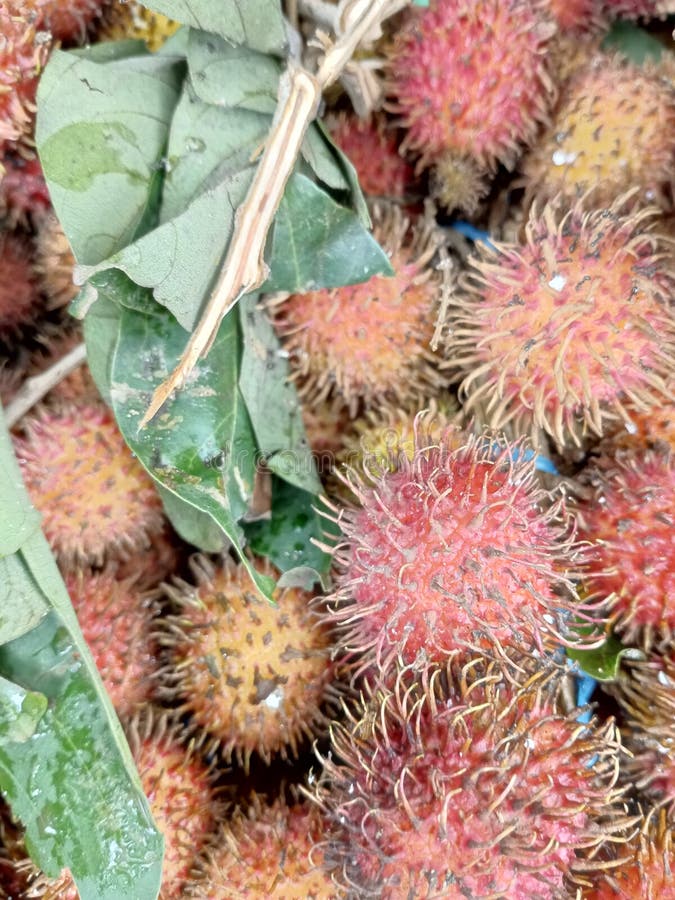 Sweet Rambutan Fruit Tastes and Lots of Vitamins Stock Image - Image of ...