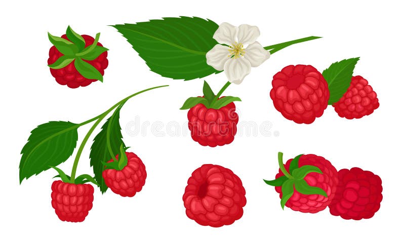 Sweet Raspberry with Leaf Isolated on White Background Vector Set Stock ...