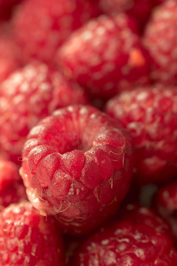 Sweet raspberry. Macro stock image. Image of leaf, branch - 96806345