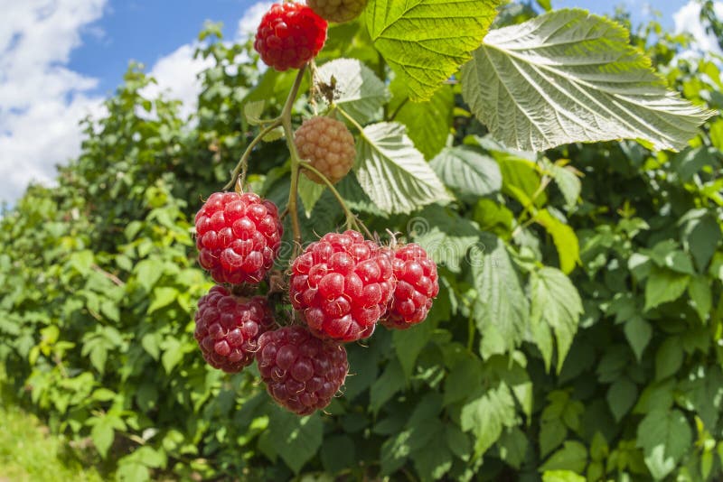 Raspberry Growing stock photo. Image of nature, design - 32273066