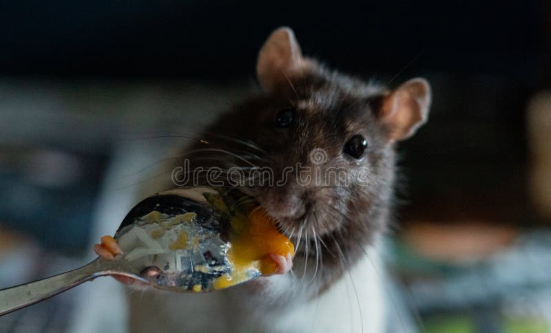 Sweet rat stock photo. Image of straight, mouse, gerbil - 236011492