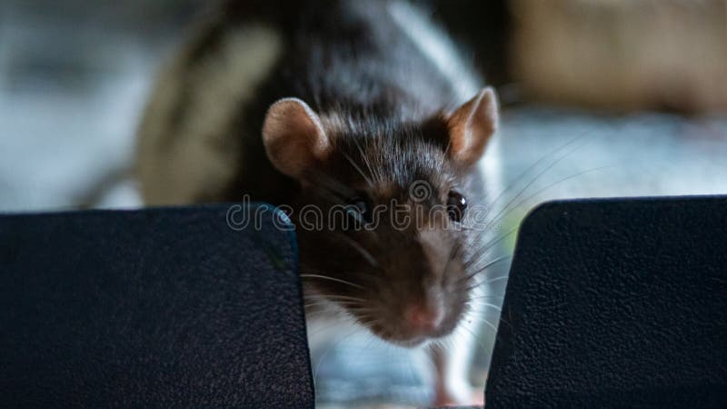 Sweet rat stock photo. Image of squirrel, sweet, domestic - 236011512