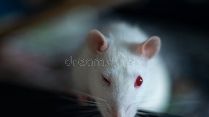 Sweet rat stock photo. Image of chipmunk, animals, curious - 236011558