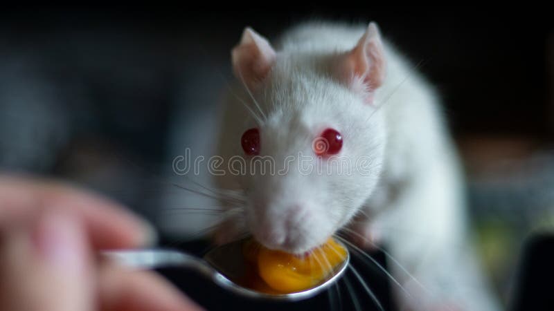 Sweet rat stock image. Image of animal, straight, fell - 236011585