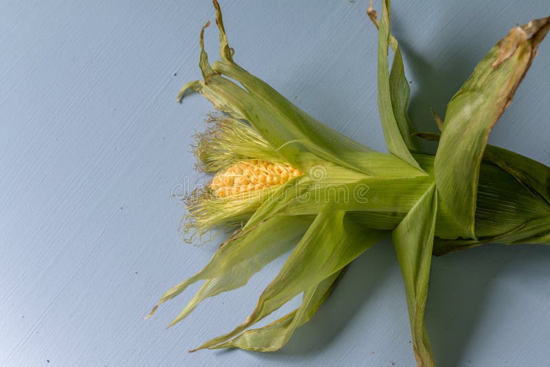 Sweet Raw Uncooked Corn with Leaves Isolated on Blue Background, Space ...