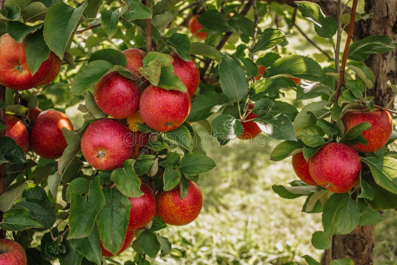 Sweet Red Apples on the Tree Stock Image - Image of nature, tree: 200481197