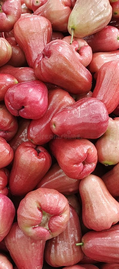 Sweet Red Bell Fruit is Ripe and Has Been Harvested Stock Image - Image ...