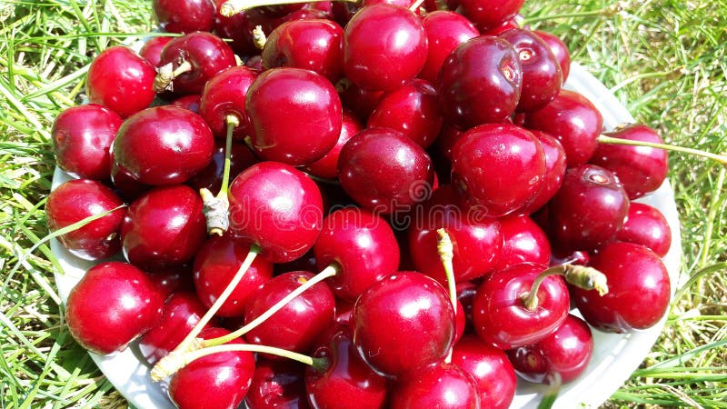 Sweet red cherries closeup stock image. Image of garden - 121847925