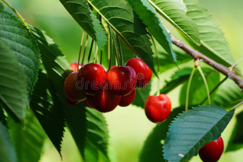 Sweet Red Cherries on a Tree Stock Image - Image of vegetable, diet ...