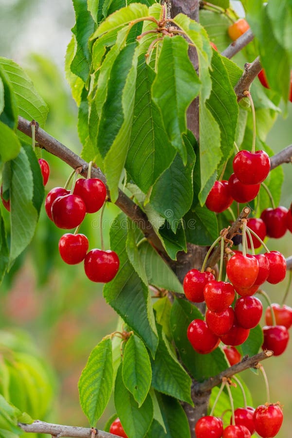 Sweet Cherry on a Tree Branches Full of Ripe Red Fruit in Summer ...