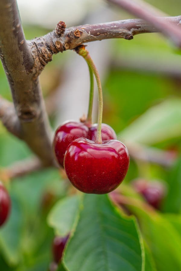 Sweet Cherry on a Tree Branches Full of Ripe Red Fruit in Summer ...