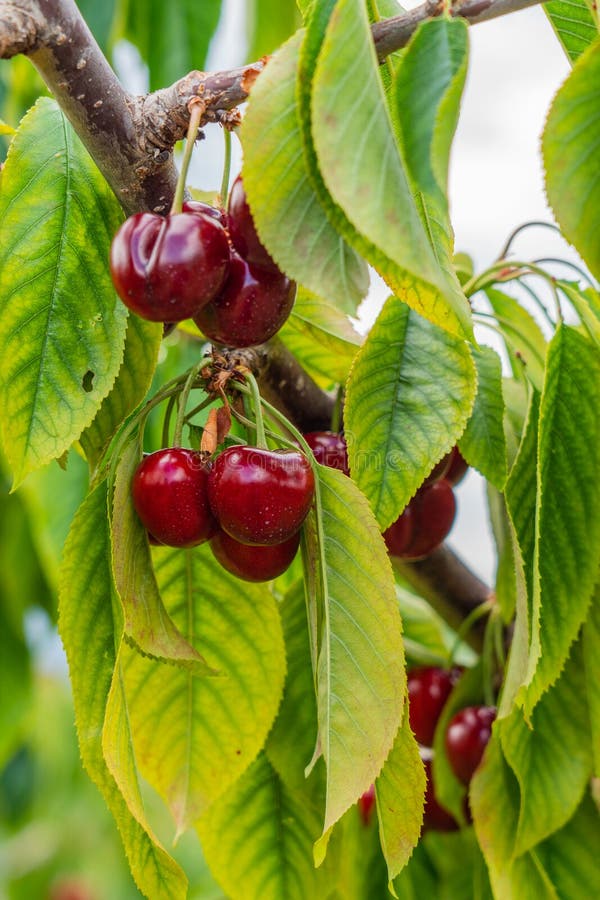 Sweet Cherry on a Tree Branches Full of Ripe Red Fruit in Summer ...