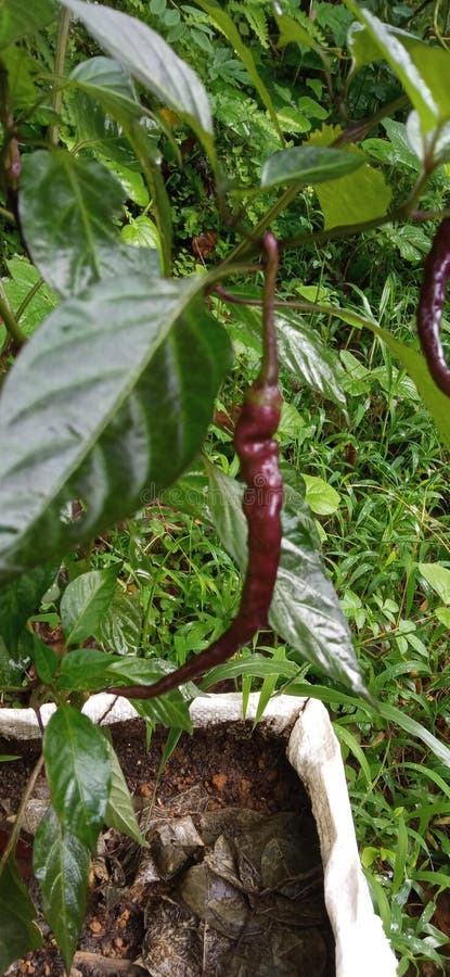 Sweet red chilli stock image. Image of fruit, branch - 249363379