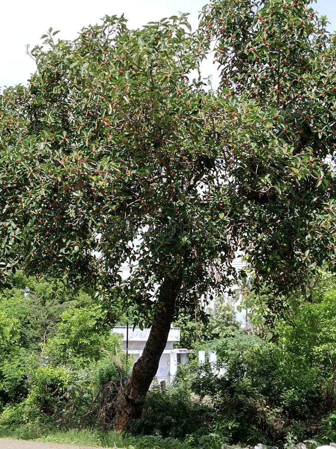 Sweet Red Colour Beautiful Fruits Tree Stock Image - Image of tree ...