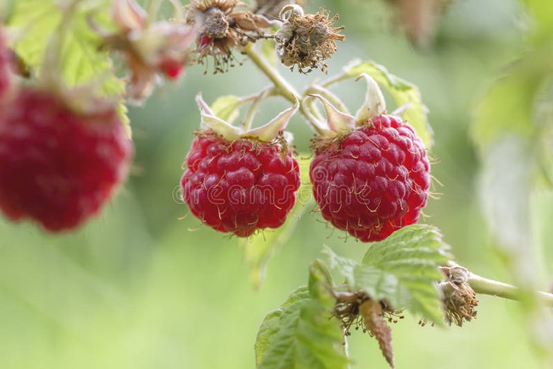 Sweet Red Fruits on Wild Raspberry Stock Photo - Image of diet, natural ...