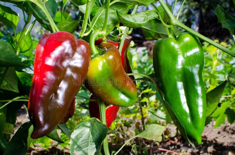 Sweet red kapia peppers stock photo. Image of cultivated - 33181448