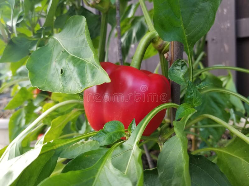 Sweet Red Pepper stock image. Image of food, sweet, flower - 232268249