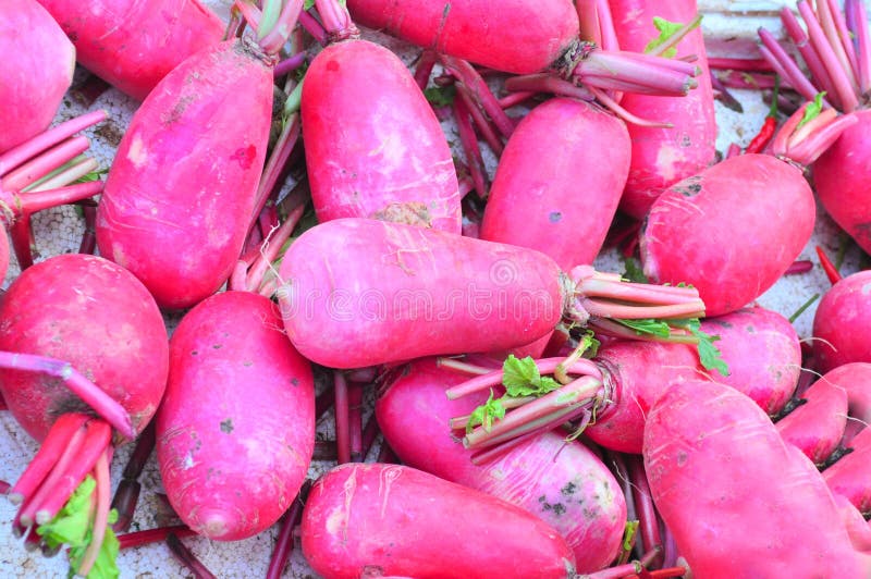 Sweet red raddish stock photo. Image of heaps, health - 21601118