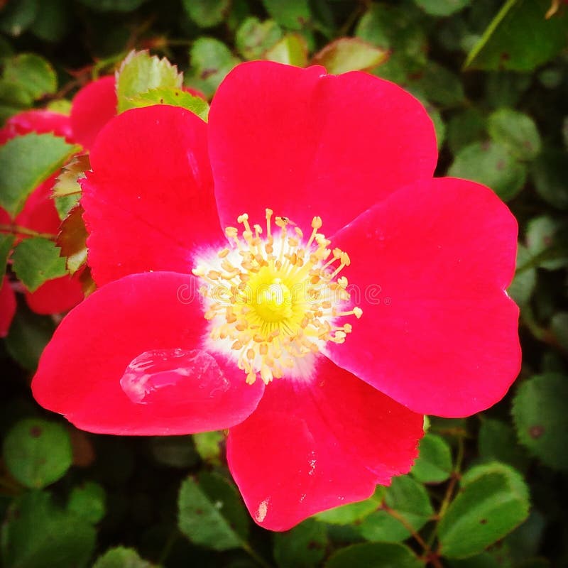 SWEET ROSE FLOWER BUTTERCREAM BIRTHDAY OR ANNIVERSARY, MOTHER DAY CAKE ...