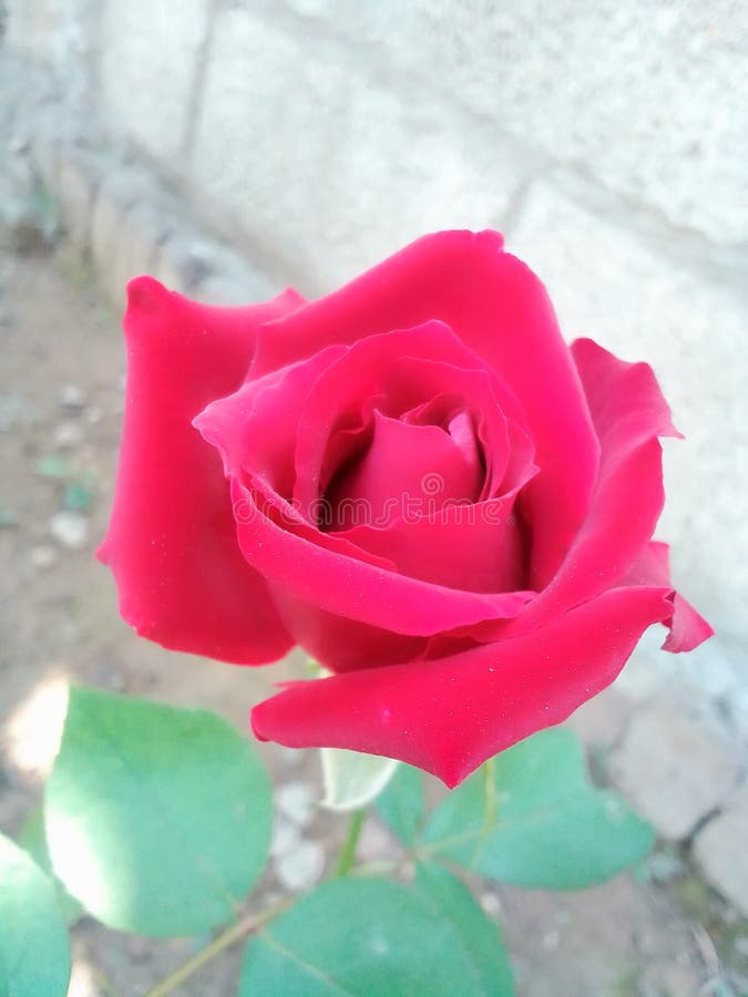 Sweet red rose stock photo. Image of sweet, rose - 315366404