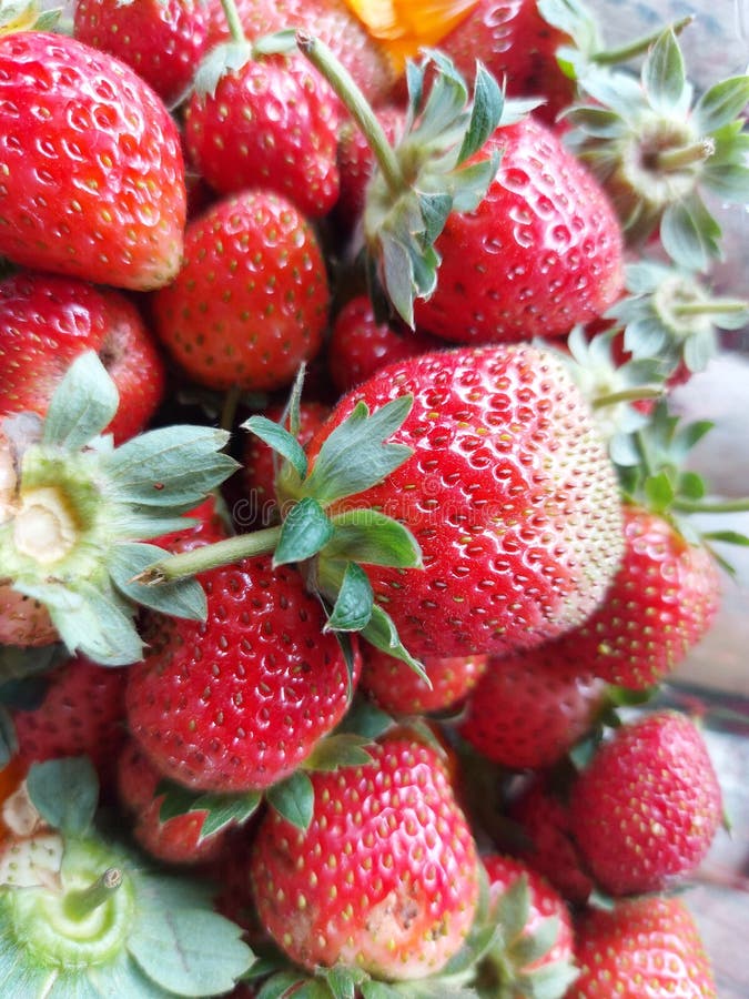 Sweet and red straberry stock image. Image of vegetable - 233658023