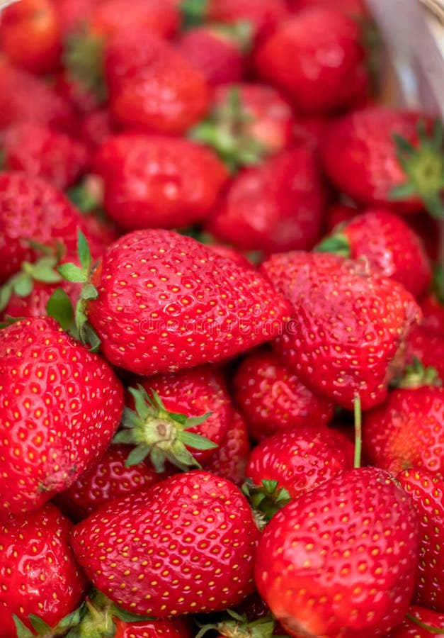 Sweet, Red Strawberries Straight from the Field Stock Photo - Image of ...