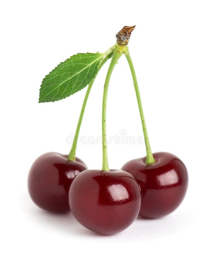 Sweet Ripe Black Cherry Berries Hanging on Cherry Tree in Fruit Orchard ...