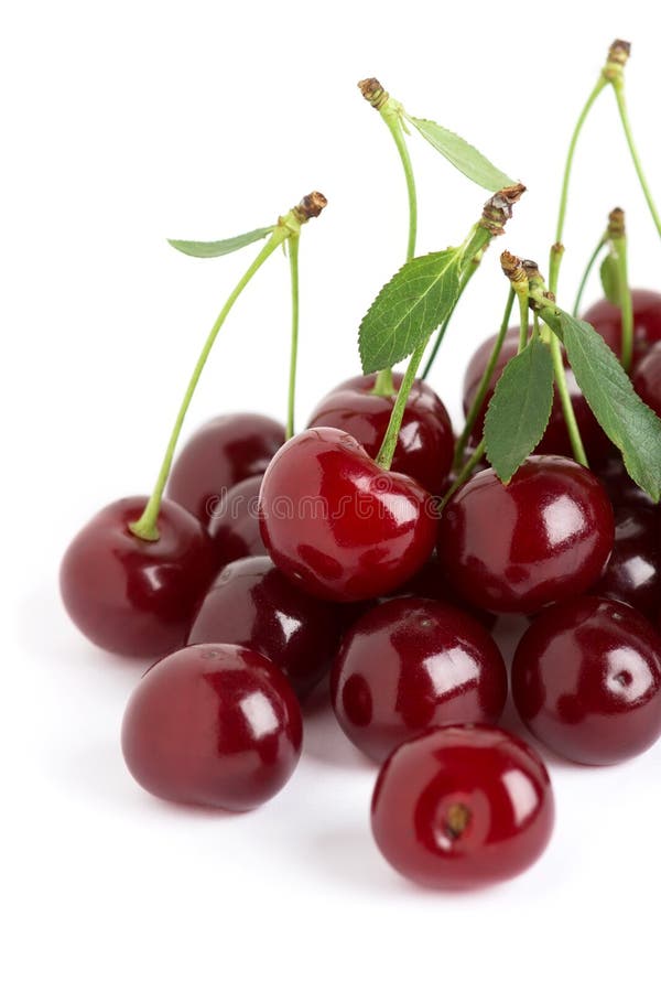 Sweet Ripe Black Cherry Berries Hanging on Cherry Tree in Fruit Orchard ...