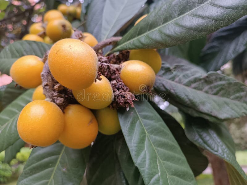 Sweet Ripe Loquats Still Attached To the Tree Stock Image - Image of ...