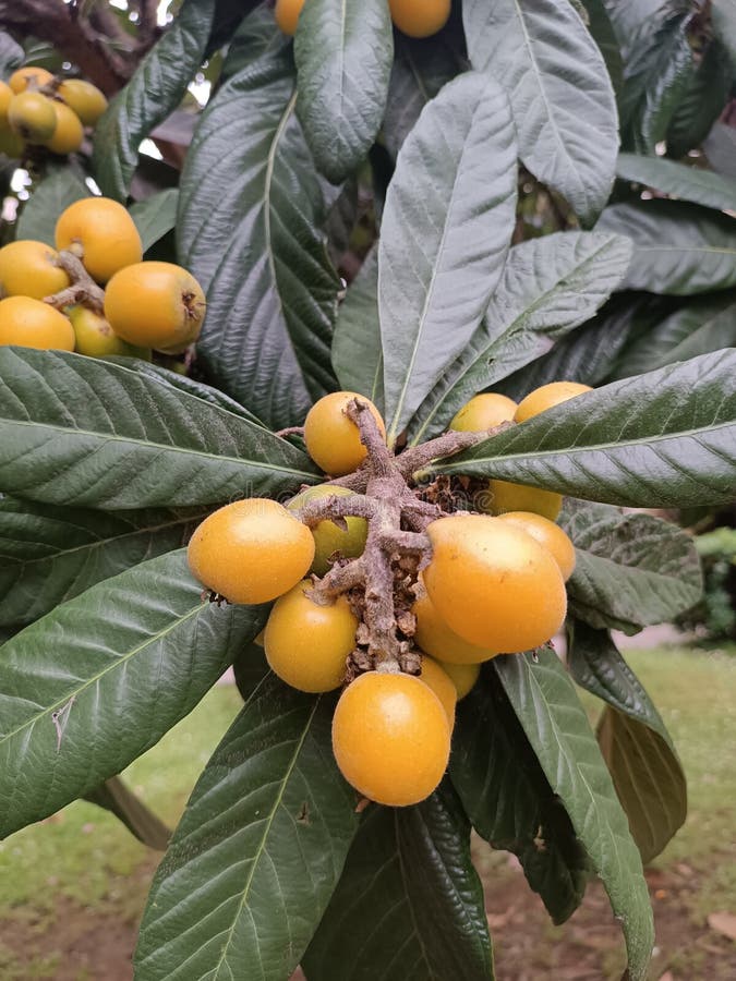 Sweet Ripe Loquats Still Attached To the Tree Stock Image - Image of ...