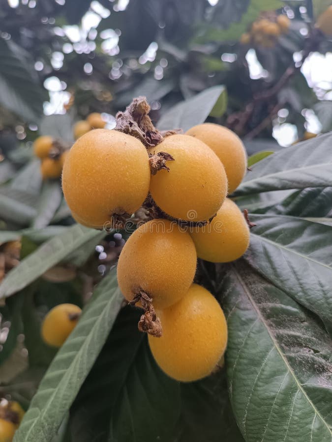 Sweet Ripe Loquats Still Attached To the Tree Stock Image - Image of ...